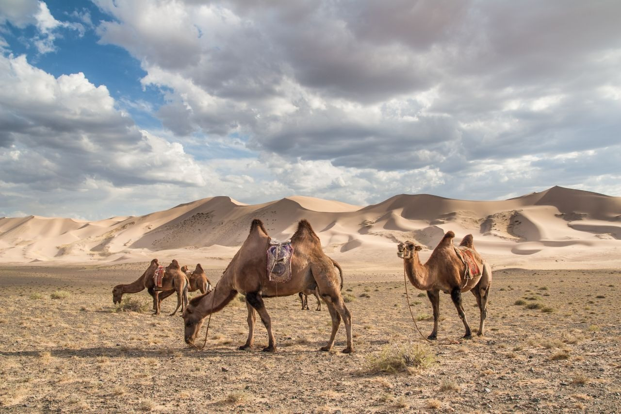 The Gobi Desert | Mongolian Tour Guide