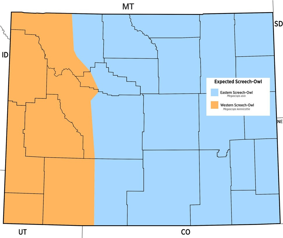 Eastern Screech-Owl vs Western Screech-Owl
