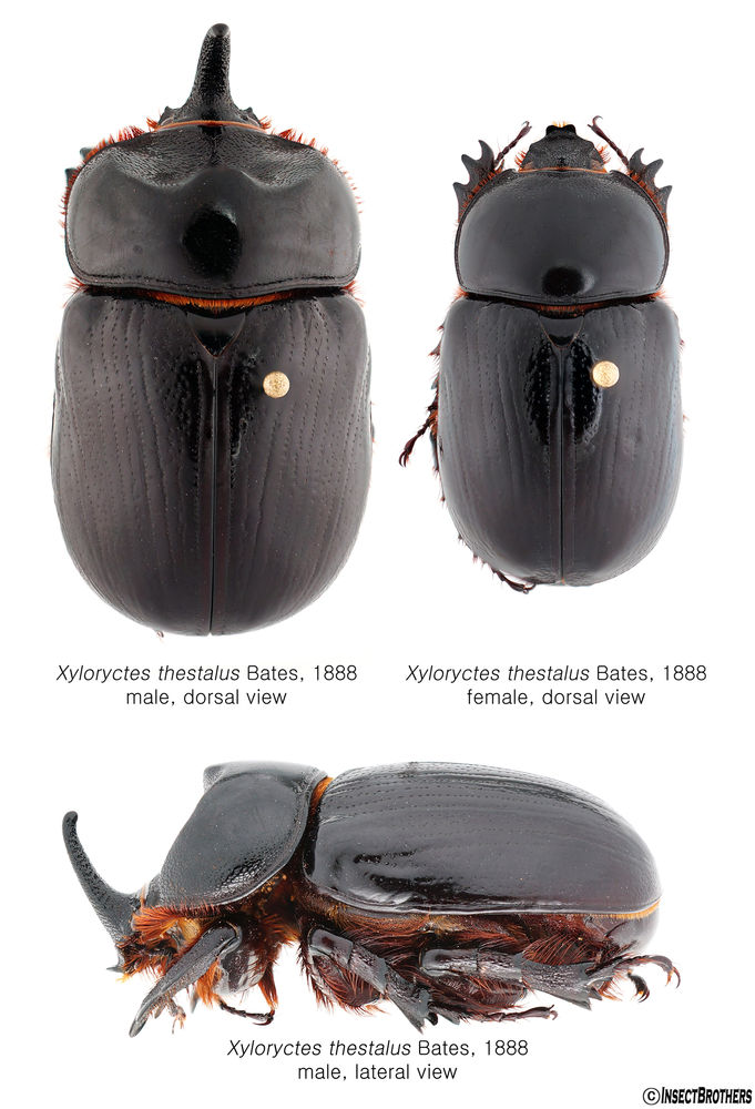 [Scrabaeidae] Xyloryctes thestalus Bates, 1888 | Insect Brothers