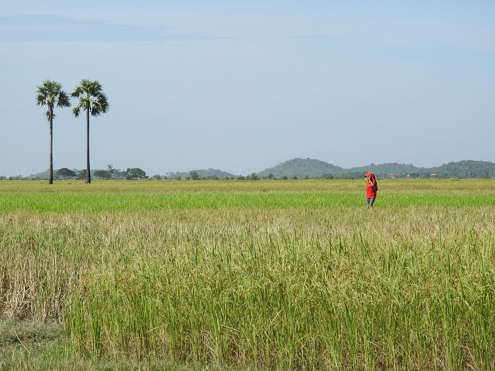 Where does rice come from?