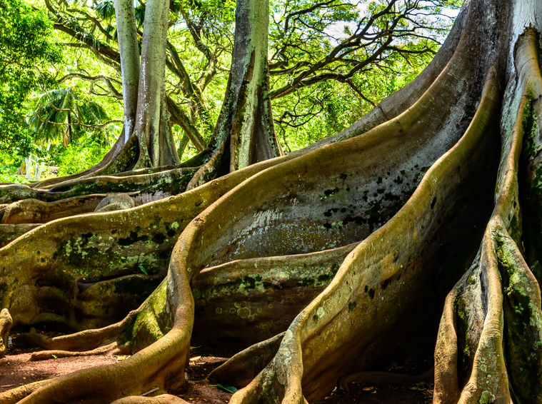 Moreton Bay Fig Tree, Allerton Gardens Kauai. Nikon Z6, Nikkor 14-30mm ...