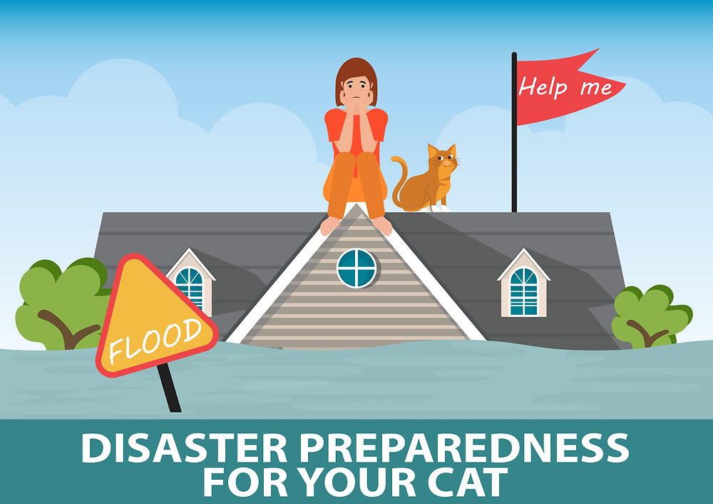 Disaster Preparedness for Cats