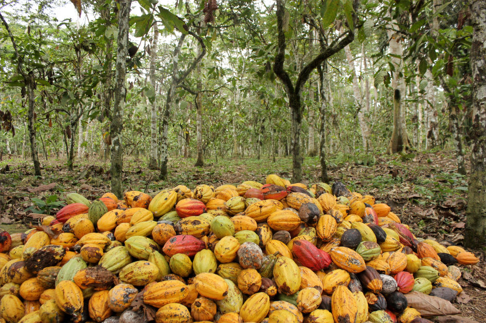 Du cacao au coeur de la forêt équatoriale