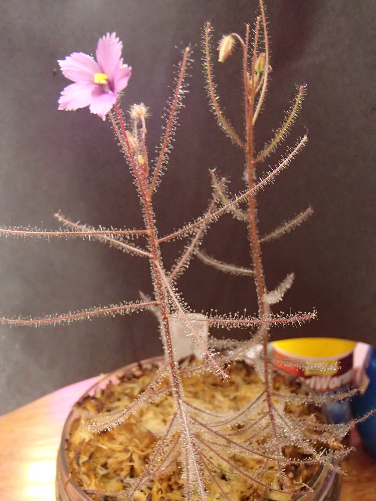 Species Focus: Byblis rorida