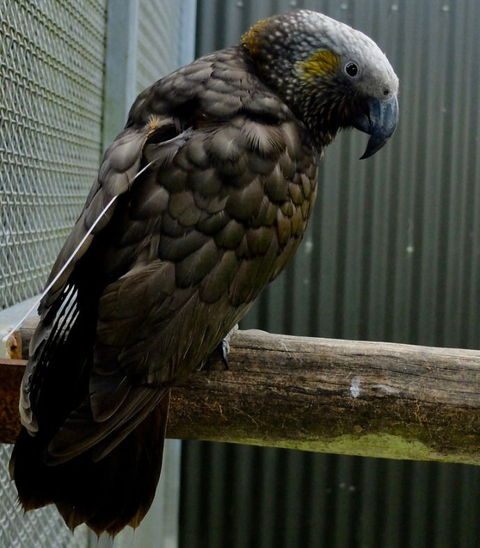 Curious kākā and how to find them