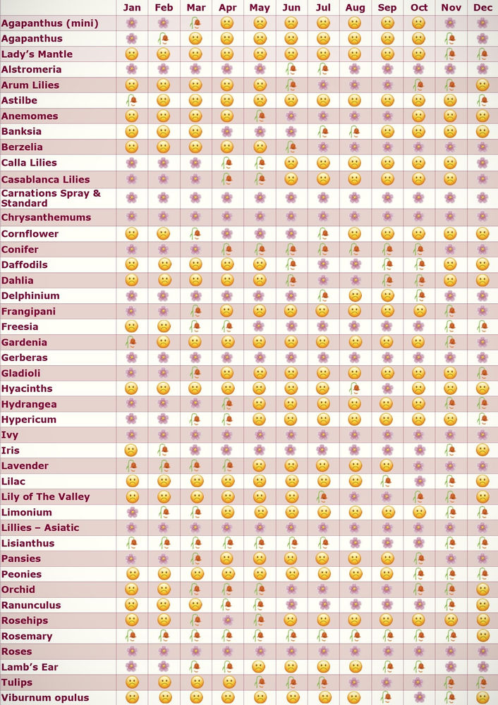 What flowers are in season when in New Zealand?
