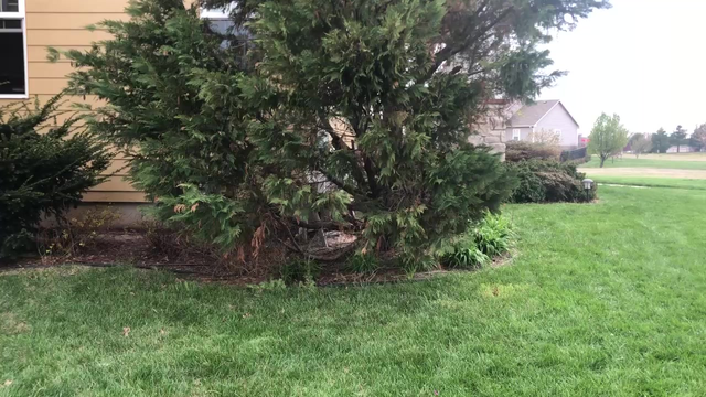 Isabella Hale | At Home