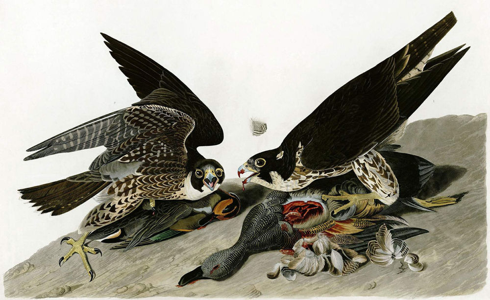 Jean-Jacques Audubon