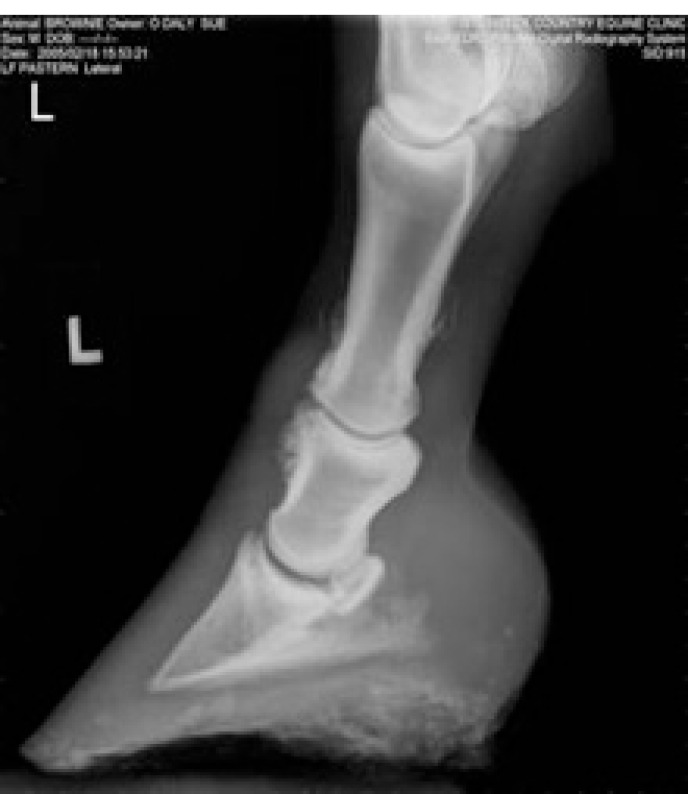 Overview of Ringbone in Horses