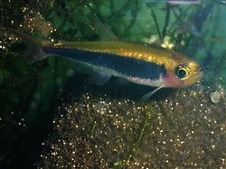 Tucanoichthys tucano, the Tucano Tetra