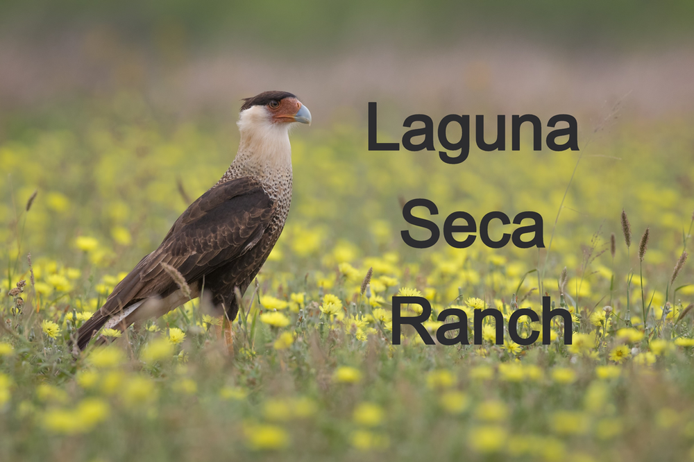Laguna Seca Ranch