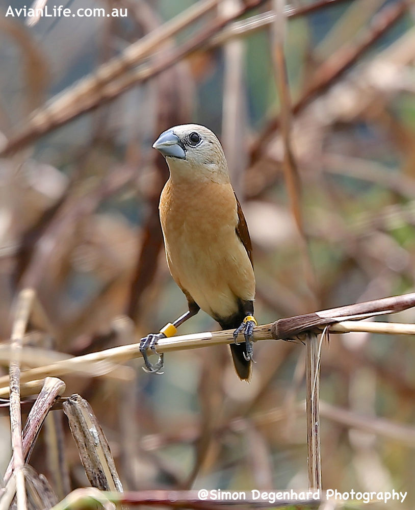 The Yellow-rumped Munia