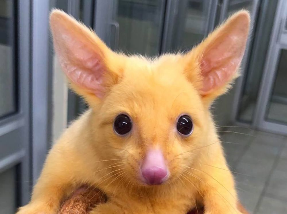 L'opossum qui ressemblait au Pokemon Pikachu!