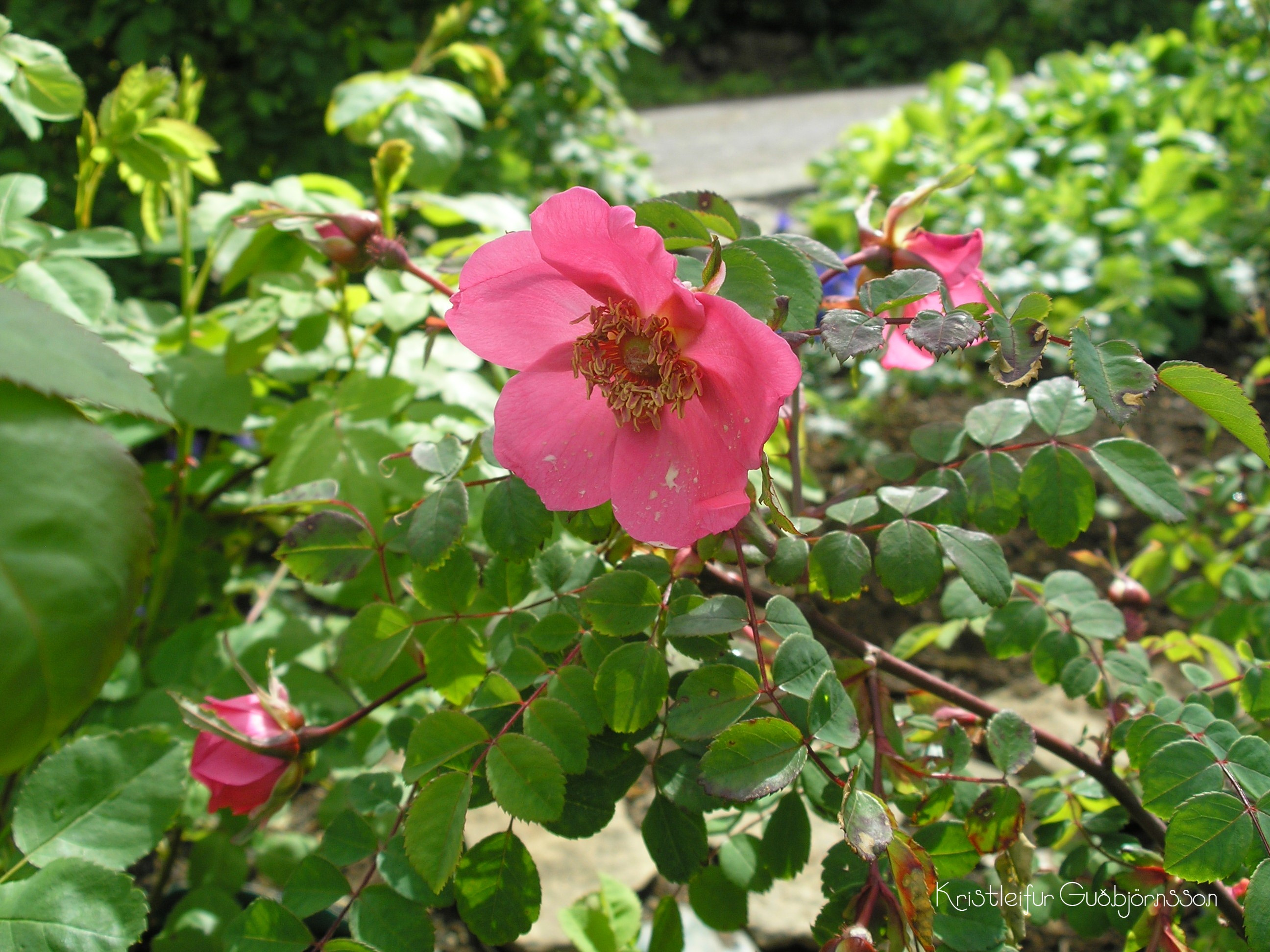 Rosa moyesii 'Tromsø'