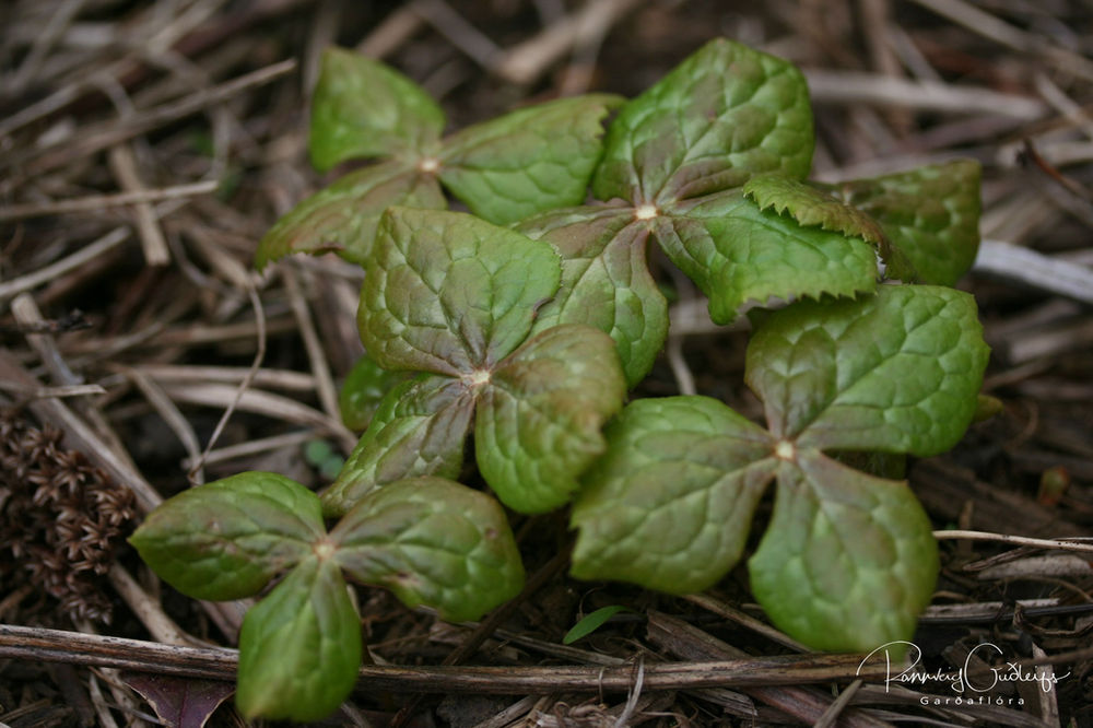 Sinopodophyllum hexandrum 'Majus' | Gardening in Iceland