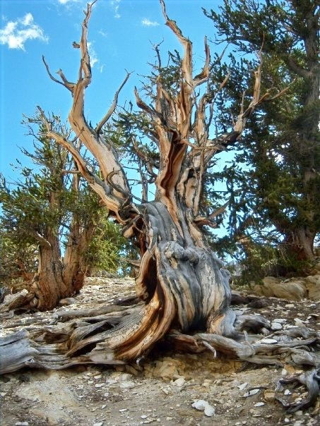 4,000 year old Trees and Hail Storms...