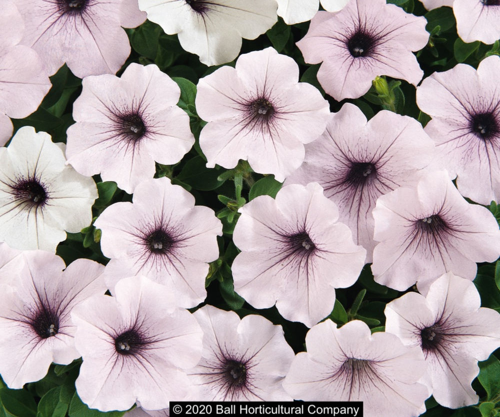 PETUNIAS! Crazytunia! Supertunia! Easy Wave Petunia! What are they and ...