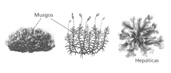 Ciencias Naturales Grado sexto