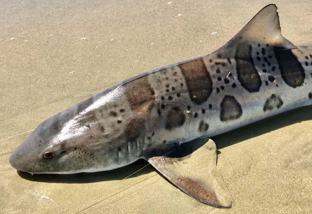 Pro Guide: My Leopard Shark Fishing Tips