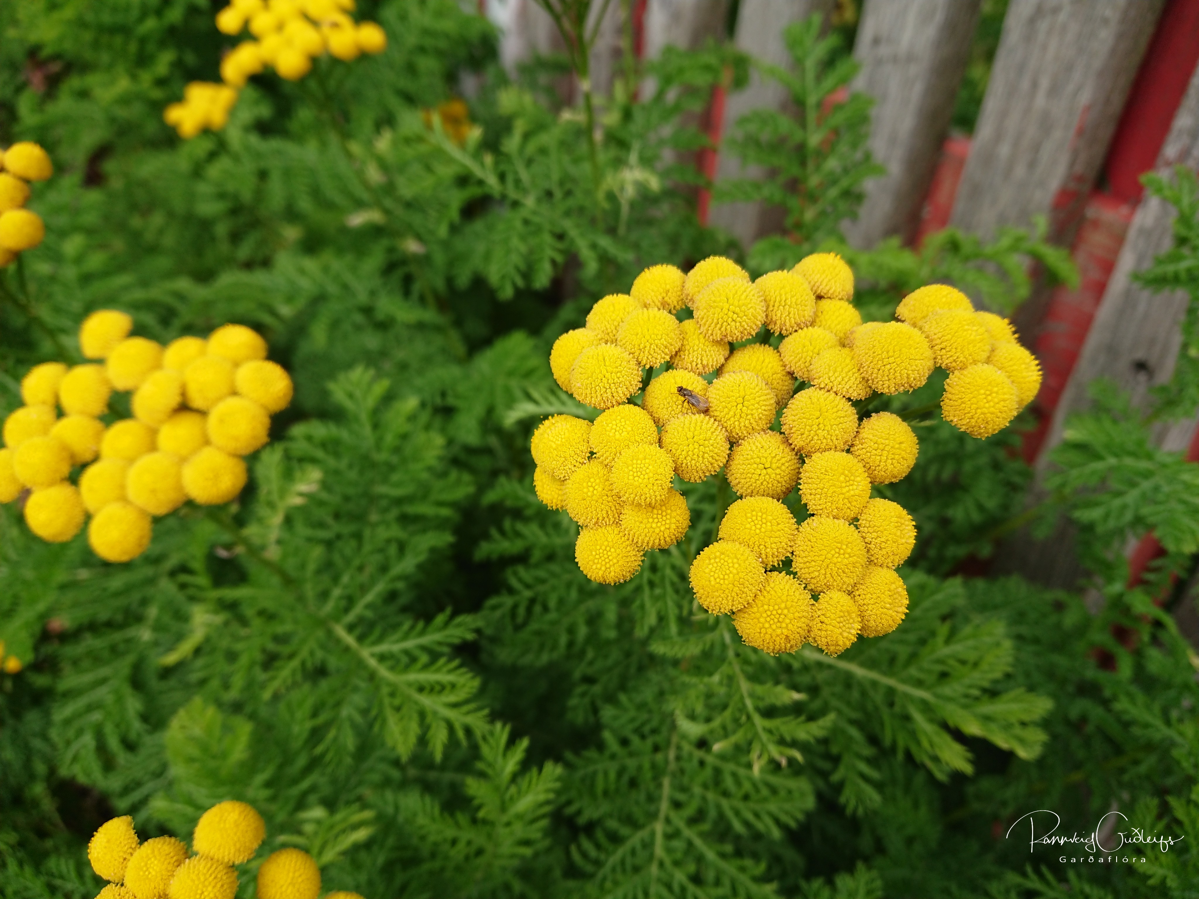 Tanacetum Vulgare Crispum