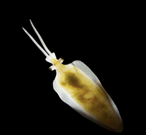 Nectocaris pteryx "primitivo" cefalopode del Cambrian del Burgess Shale ...