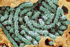 Las Bacterias y nuestras Abejas | Aurelio Páez