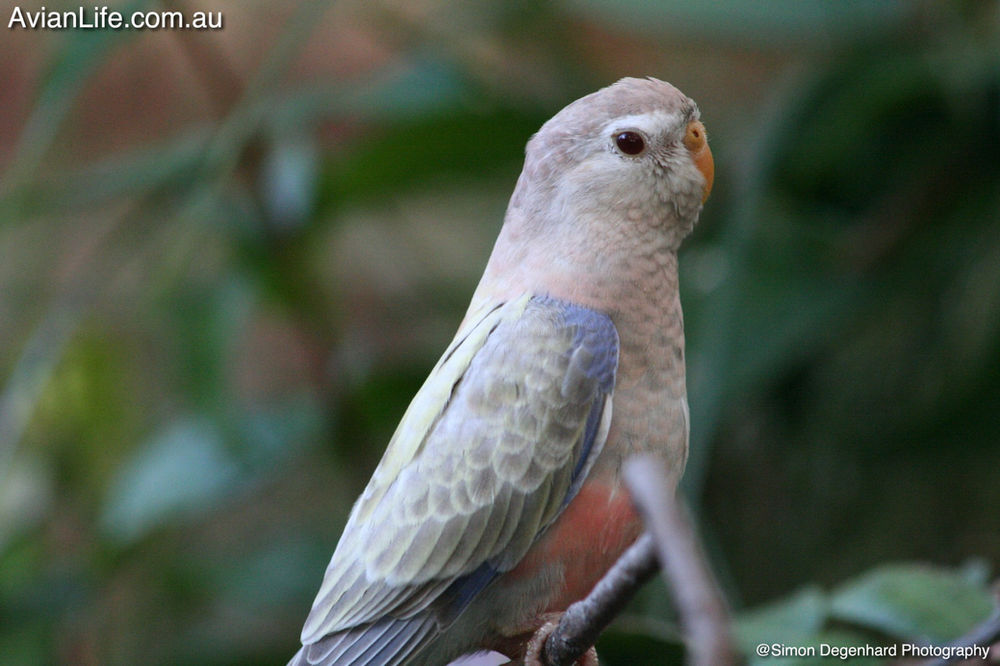 SPOTLIGHT ON BOURKE’S PARROT MUTATIONS