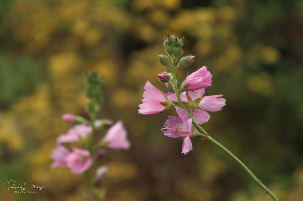 Sidalcea x hybrida 'Rosaly' | Gardening in Iceland