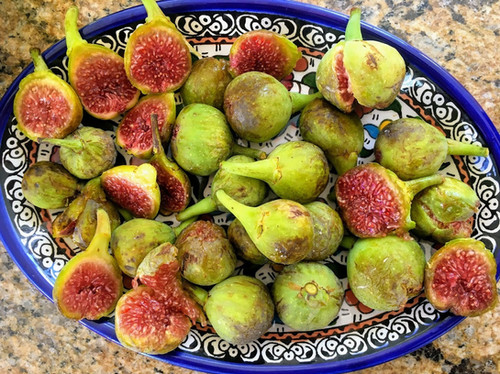 Verdino del Nord (Figoin) Fig Cuttings - 3 Per Order | Ross Raddi