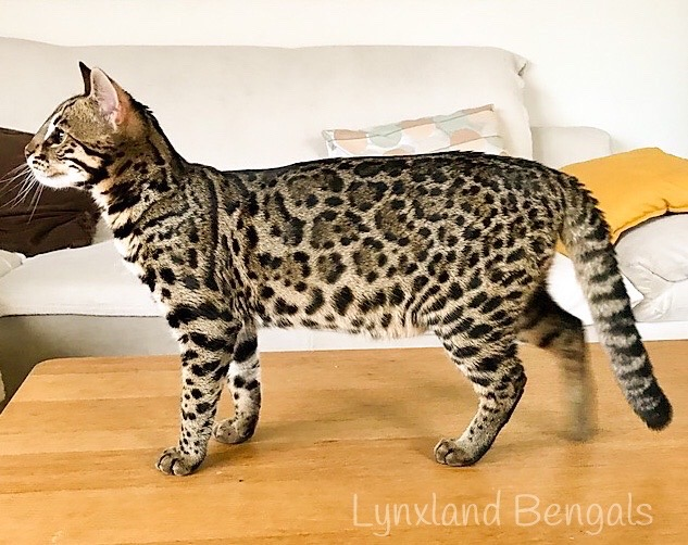F1 Bengal Cat