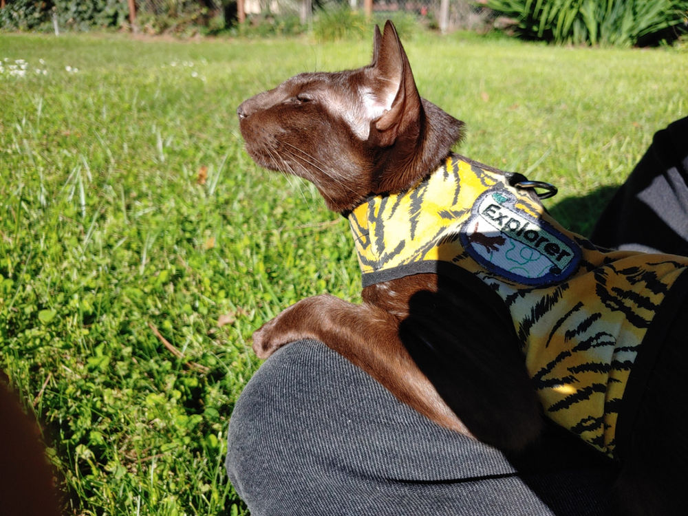 Diary of a Cat Walker, #32