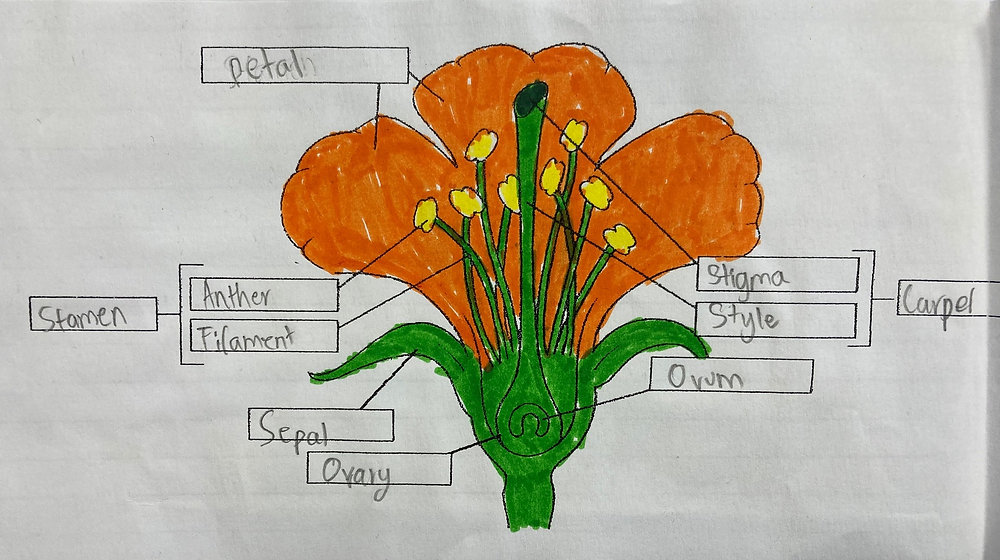 Flower- notes