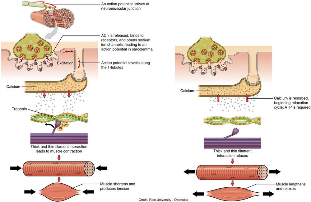 STRENGTH TRAINING – MUSCLE ANATOMY
