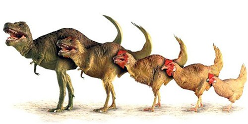 What is the evidence for Biological Evolution?