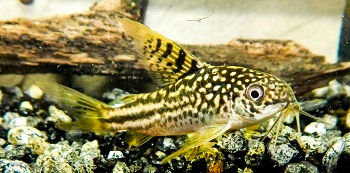 Corydoras sp. C123, The Yellow Cat