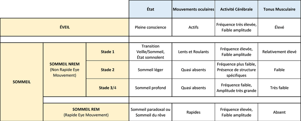 Les cycles du sommeil