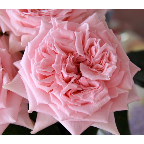 Alexandra Farms Announces Eight New Varieties of Fresh Cut Garden Roses