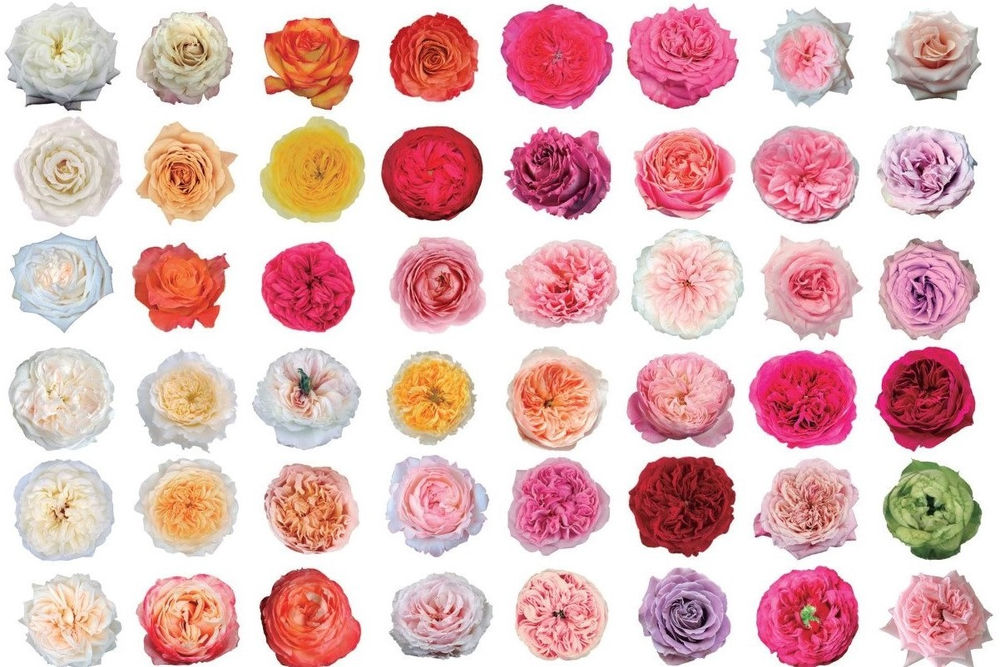 Celebrate National Rose Month in June!