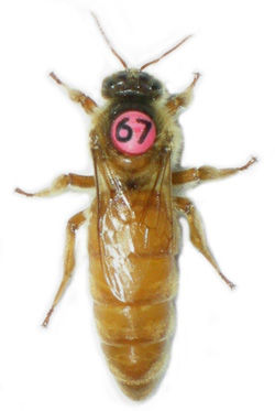 Comparando diferentes tipos de Abejas. La Abeja Italiana - Parte I ...