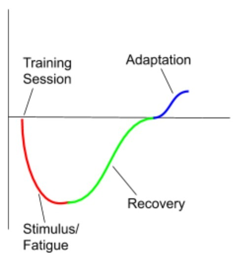 The SRA Curve: You Don't Grow in the Gym