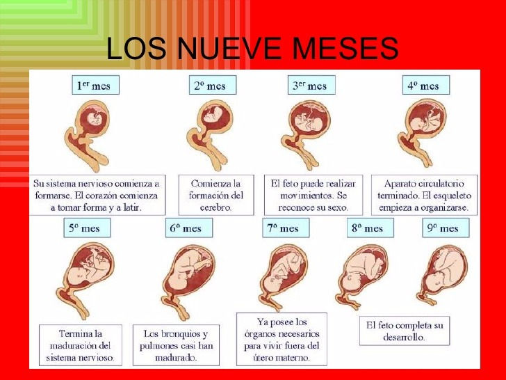 Fases del embarazo