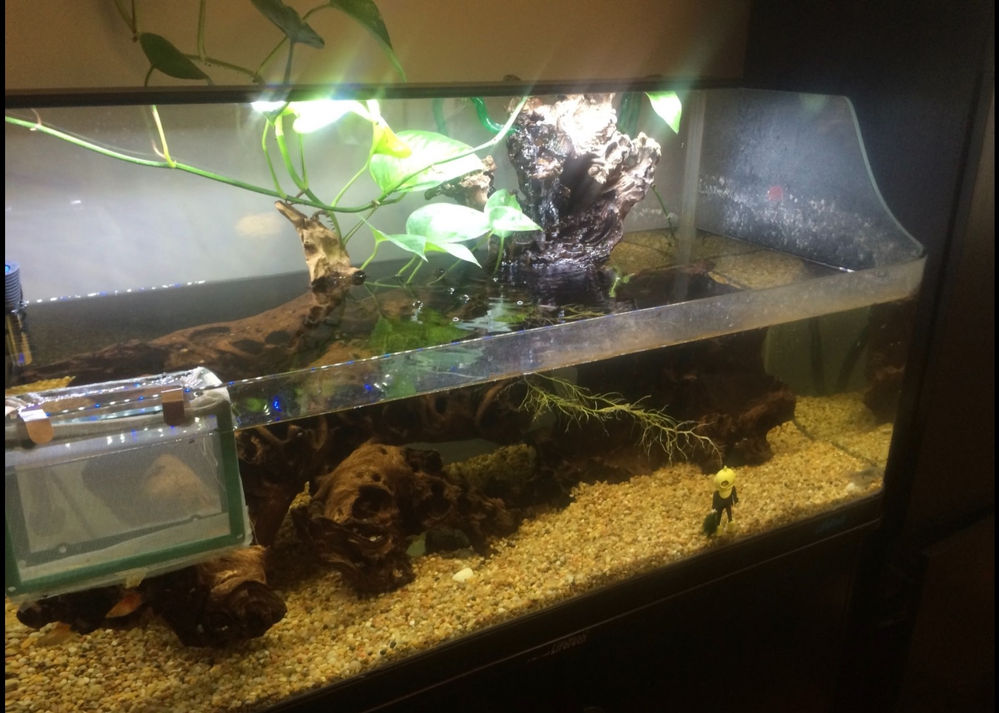 Saying goodbye to a beloved tank | Potomac Valley Aquar