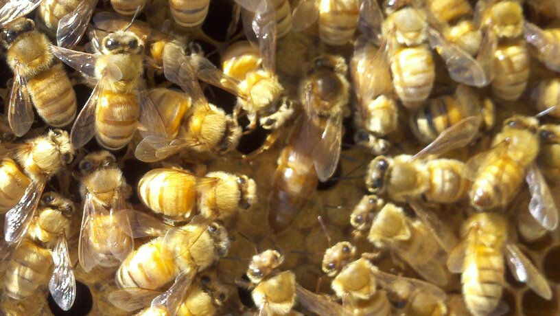 El Nepotismo de las abejas | Aurelio Páez