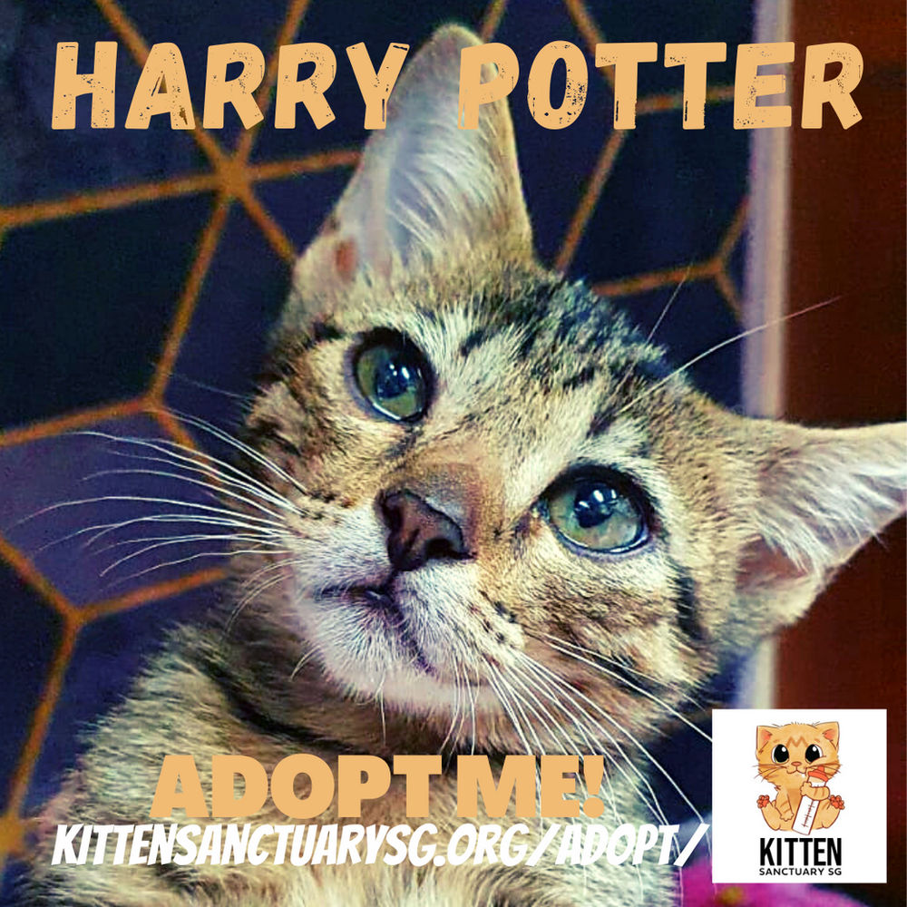 ADOPT ME! Harry Potter (Kitten) | Kitten Sanctuary SG
