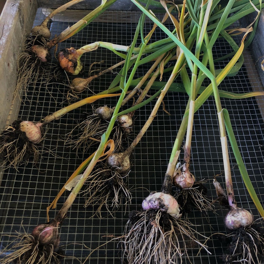 A Complete Guide to Growing and Harvesting Garlic