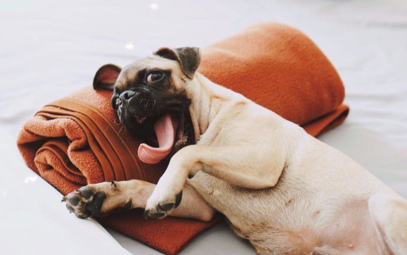 10 best fun viral challenges to try with your dog