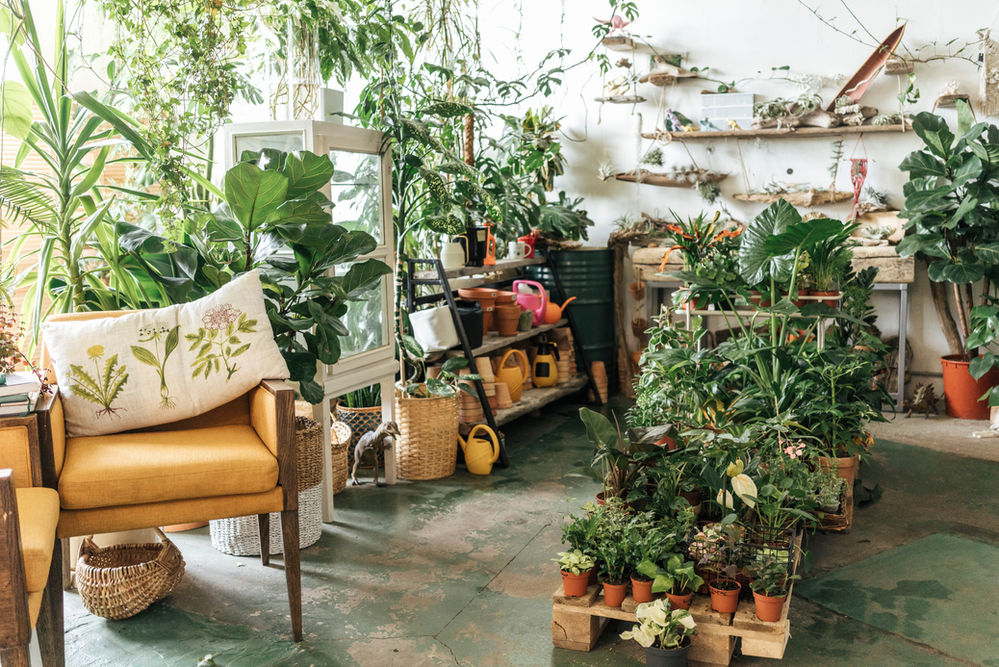 plants | My Site 1
