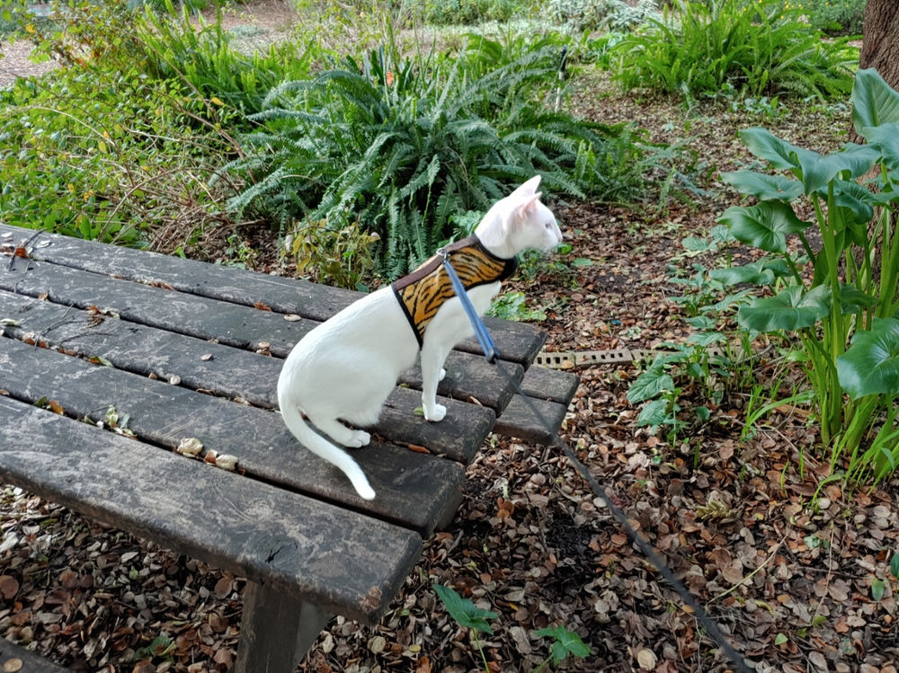 Diary of a Cat Walker, #31