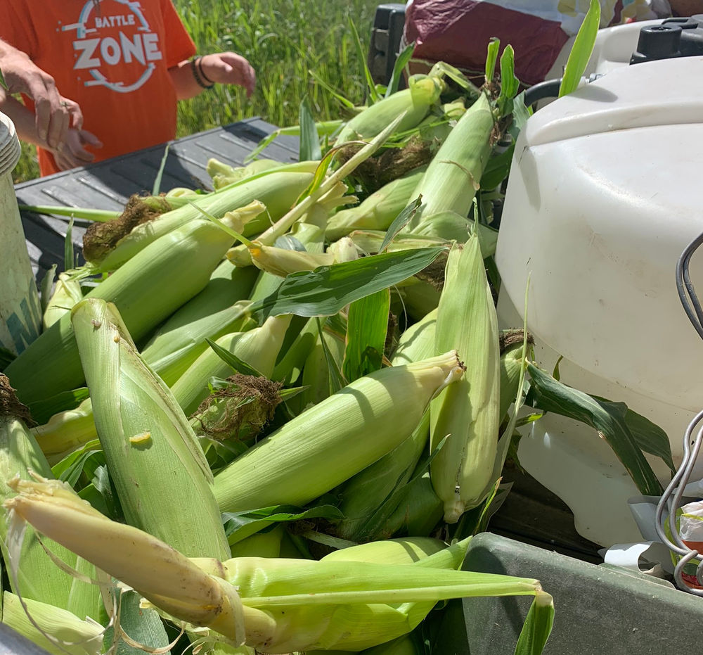 Processing corn for winter