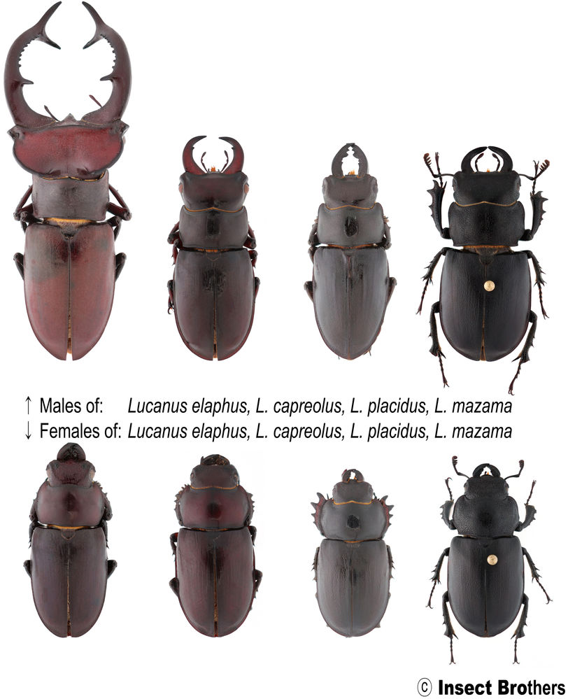 [Breeding] How to Tell Gender of Your Stag Beetle Larva? | Insect Brothers